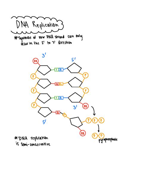 Pyrophosphate Dna Replication