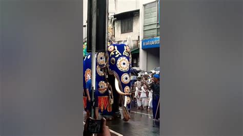 Kandy Perahera Indi Raja Video 🦣👌 Youtube
