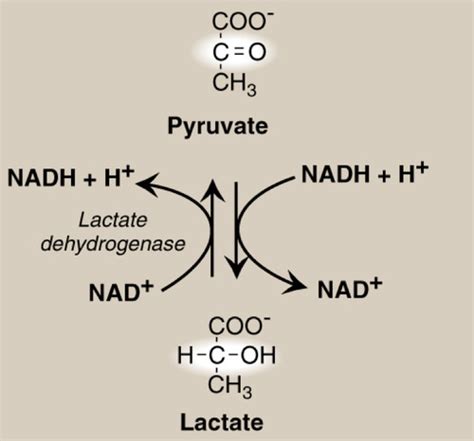 Wk 8 Intro To Metabolism Flashcards Quizlet