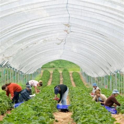 Flex Focus On Labour Exploitation