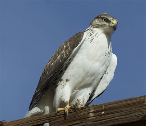 Butler S Birds Animorph Hawks Hawks Hawks Hawks
