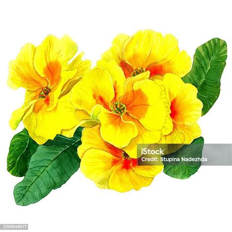 수채화 그린 앵초 노란색 꽃 녹색 잎 절연 식물학 자연 스타일에서 첫 번째 봄 꽃의 그림 커버 포장 직물 계절 제공을 위한 디자인 일러스트레이션에 대한 스톡 벡터 아트 및