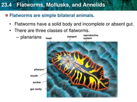 Ppt Key Concept Flatworms Mollusks And Annelids Belong To Closely