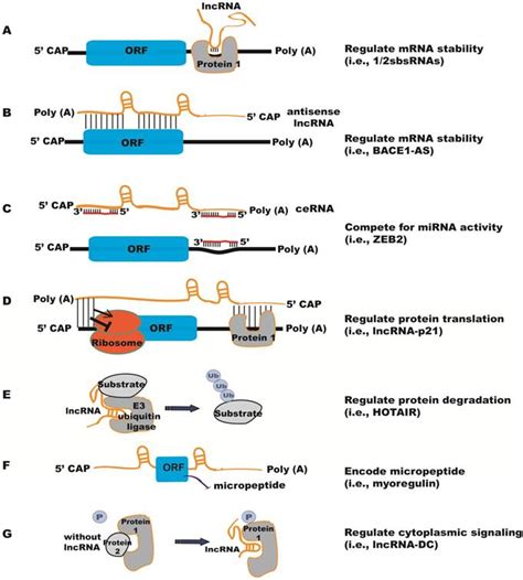 Angio Lncrs Lncrnas That Regulate Angiogenesis And Vascular Disease