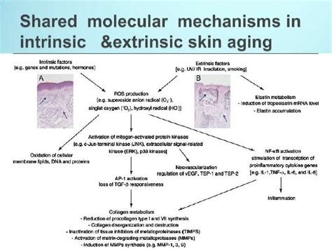 Clinical Aspects And Molecular Diagnostics Of Skin Aging