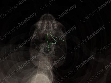 Anterior Cervical Lymph Vessels Left Complete Anatomy
