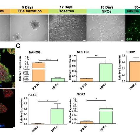 Differentiation From Human Induced Pluripotent Stem Cells Hipscs To