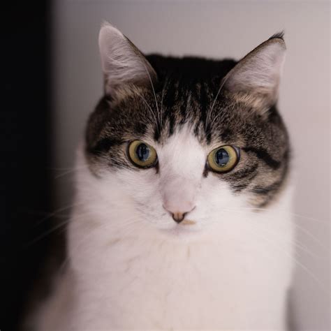 Should I Microchip My Cat Why A Microchip Is Important For Your Kitty
