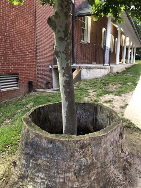 This Tree Is Growing Inside The Trunk Of Another Large Prior Tree