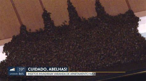 Vídeo Enxame De Abelhas Se Instala Em Varanda De Prédio Na Asa Norte