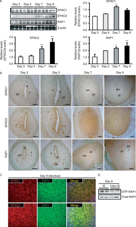 Figure 1 From Possible Roles Of The Camp Mediators Epac And Rap1 In