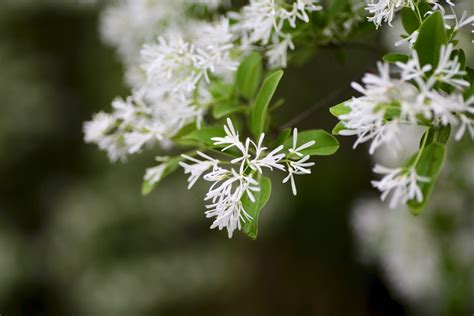 流苏花 流苏花语 衍纸流苏花 大山谷图库