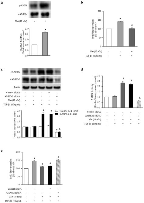 Activation Of Ampk By Metformin Inhibits Tgf β1 Induced Asmcs