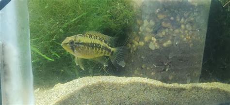 Help With Id Please Species Sex R Apistogramma