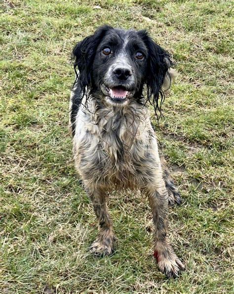 Ralph 7 Year Old Male English Cocker Spaniel Available For Adoption