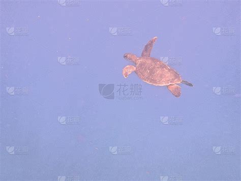 海龟