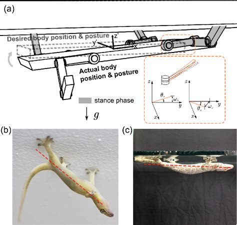 Figure 1 From Wall Climbing Performance Of Gecko Inspired Robot With