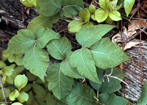 Poison Ivy Plants How To Identify And Control Poison Ivy Hgtv