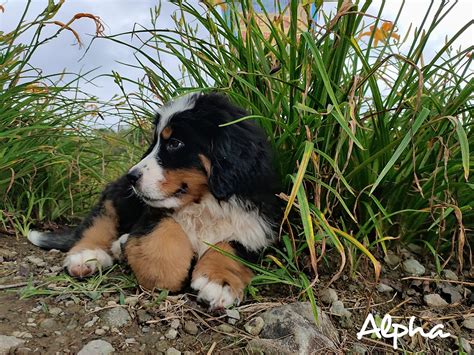 看看這個歷經滄桑的眼神 你到底是經歷了什麼🤔 伯恩山 伯恩山聯萌 Bernese Lovers
