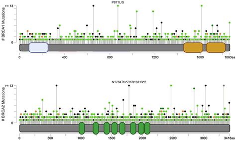 Brca Mutations Identified Across Cancer Studies Download Scientific