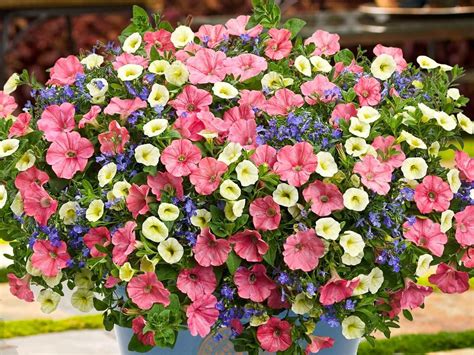 Сад и Огород КАК У МЕНЯ ПРОРАСТАЮТ СЕМЕНА Сохраните чтобы не потерять Хочу поделиться с Вами