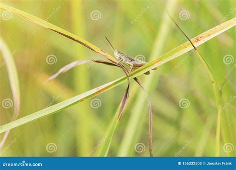 Grasshopper Clinging To A Blade Of Grass Withered Stock Image Image