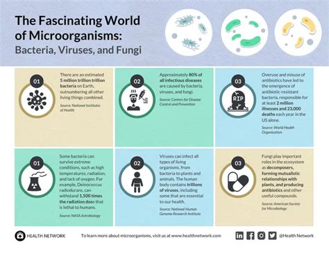 Bacteria Vs Viruses Vs Fungi Microorganisms Infographic Template Venngage