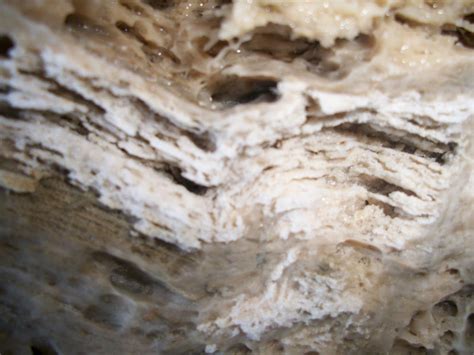 Sclerosponge Or Coral Sometype Fossil Id The Fossil Forum