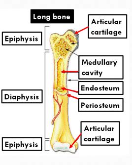 Bone Structure And Development Flashcards Quizlet