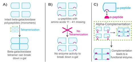 Explain Alpha Complementation And Blue White Screening To Me Like Im