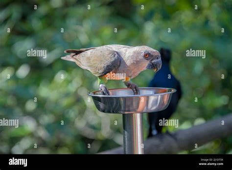 The Red Bellied Parrot Poicephalus Rufiventris Is A Small African