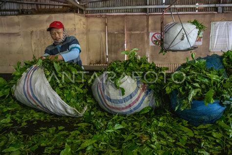 Produksi Teh Hitam Ptpn Ix Antara Foto