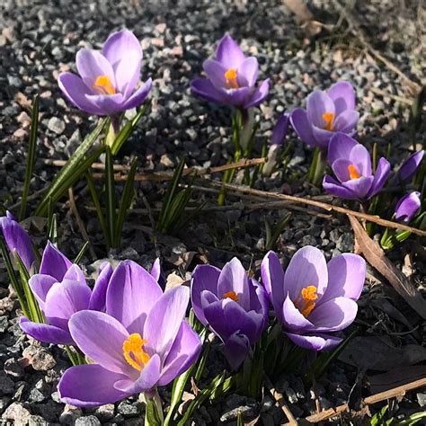 Giant Crocus By Crystalshowcase On Deviantart