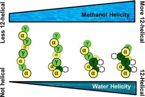 γ 氨基酸残基预组织对水溶液中α γ 肽折叠体螺旋度的影响 Journal Of The American Chemical Society X Mol
