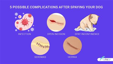 5 Possible Complications After Spaying Your Dog