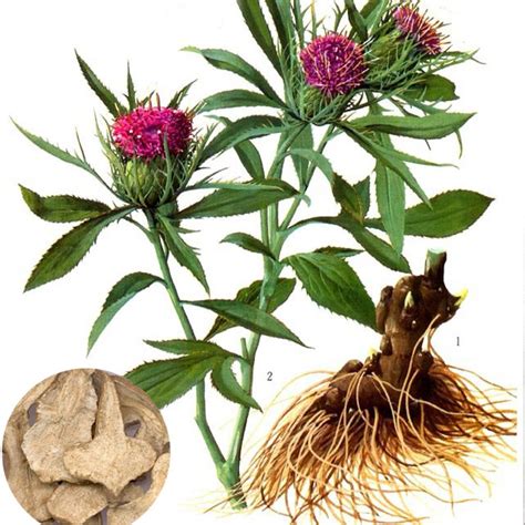 Quy TrÌnh NuÔi CẤy MÔ CÂy BẠch TruẬt Atractylodes Macrocephala Học Viện Biotech Công Nghệ