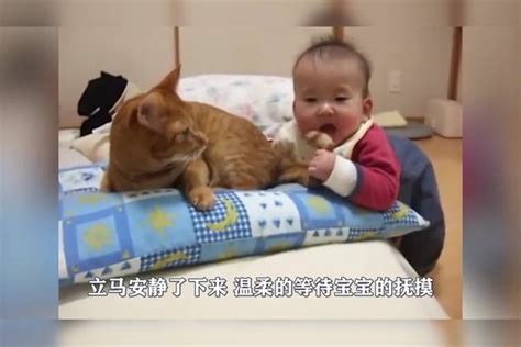 流浪猫之间的战斗有多可怕，看完这个视频你就知道了