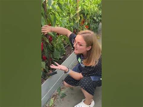 Сладкий перец Боярин #сад #дача #огород - YouTube
