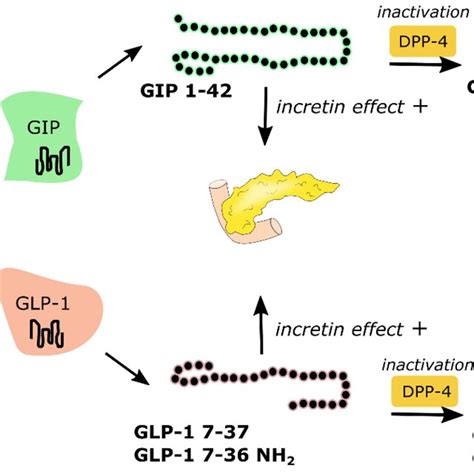 Secretion And Metabolism Of Glucose Dependent Insulinotropic Peptide