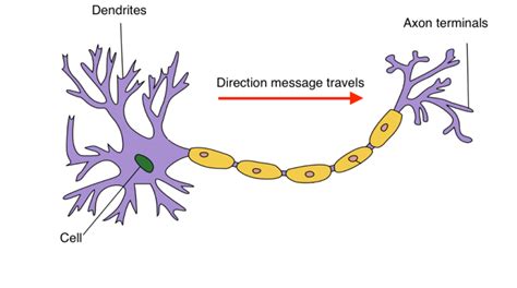 Understanding Neural Network A Beginners Guide Data Science Central