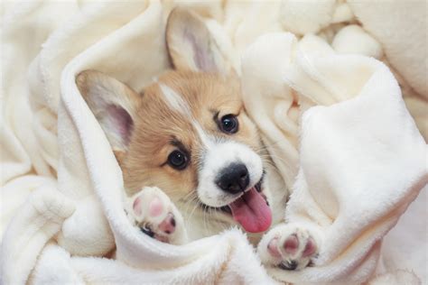 Top Des Races De Chiens Les Plus Mignonnes Du Mond Vrogue Co