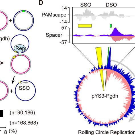 Spacers Are Preferentially Acquired From Rolling Circle Replication