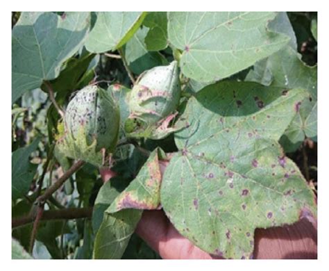 A Angular Leaf Spot B Vascular Wilt C Grey Mildew D Download Scientific Diagram