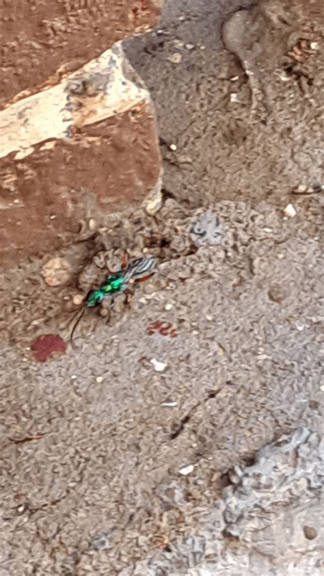 What Is This Iridescent Bug R Whatisthisbug