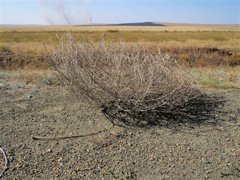 🍂Перекати поле🍂 Wiki Plants Are Friends [rus]🌱 Amino