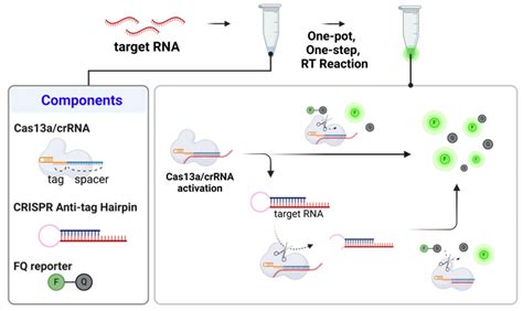 Researchers Revolutionize Rna Detection Uconn Today