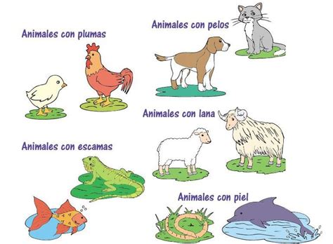 Los Animales Y Sus Coberturas Escolar Abc Color