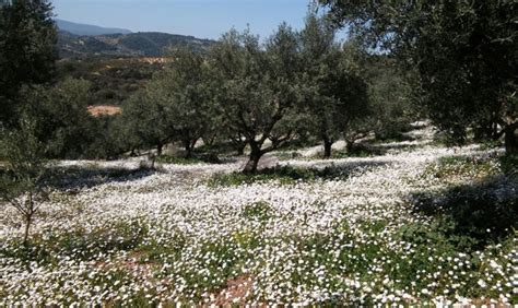 ΠΑΡΑΓΩΓΗ