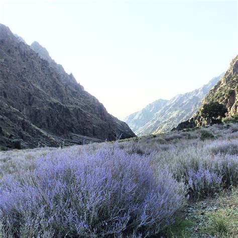 Violet Wilderness R Explorepakistan