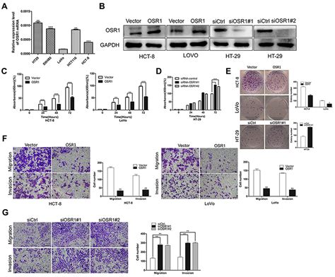 Downregulation Of Osr1 Promotes Colon Adenocarcinoma Progression Via F